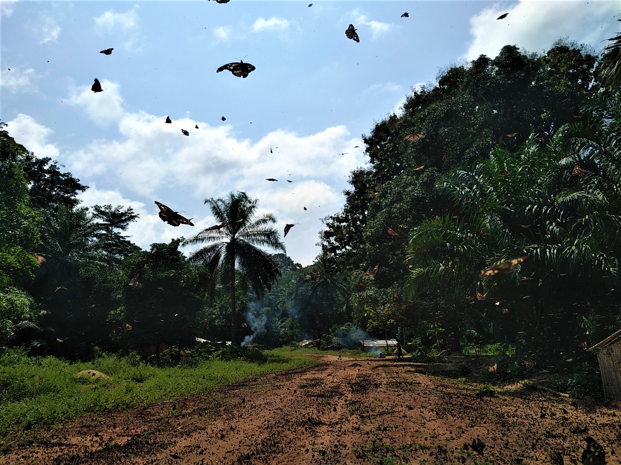 Livre Sa Majesté des papillons Nicolas Moulin | nmentomo