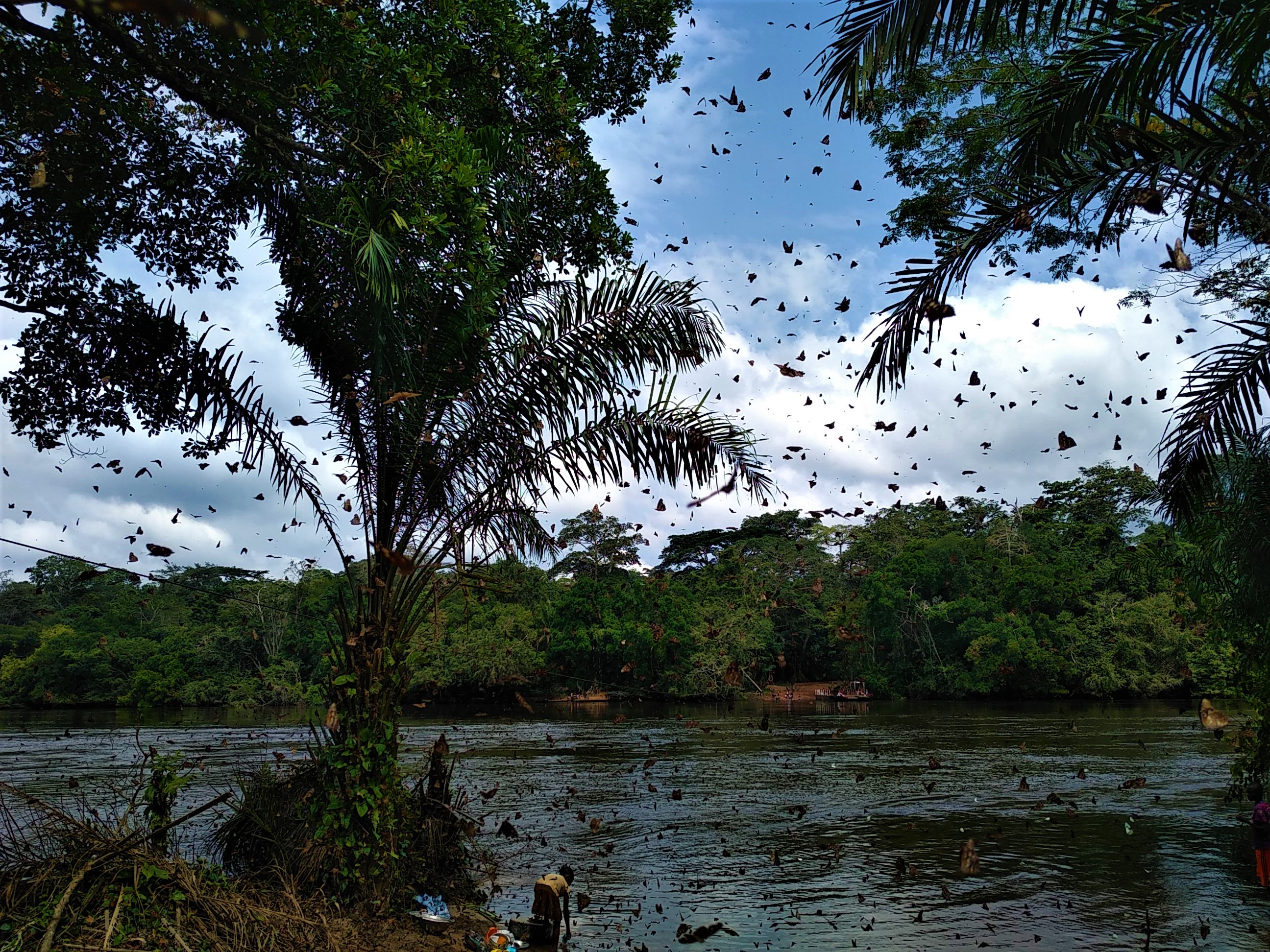 Livre Sa Majesté des papillons Nicolas Moulin | nmentomo